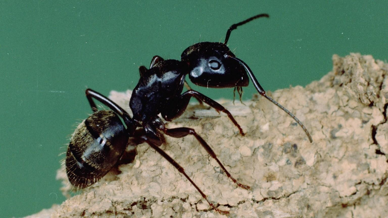 Unveiling Carpenter Ant Nests: A Detailed Exploration