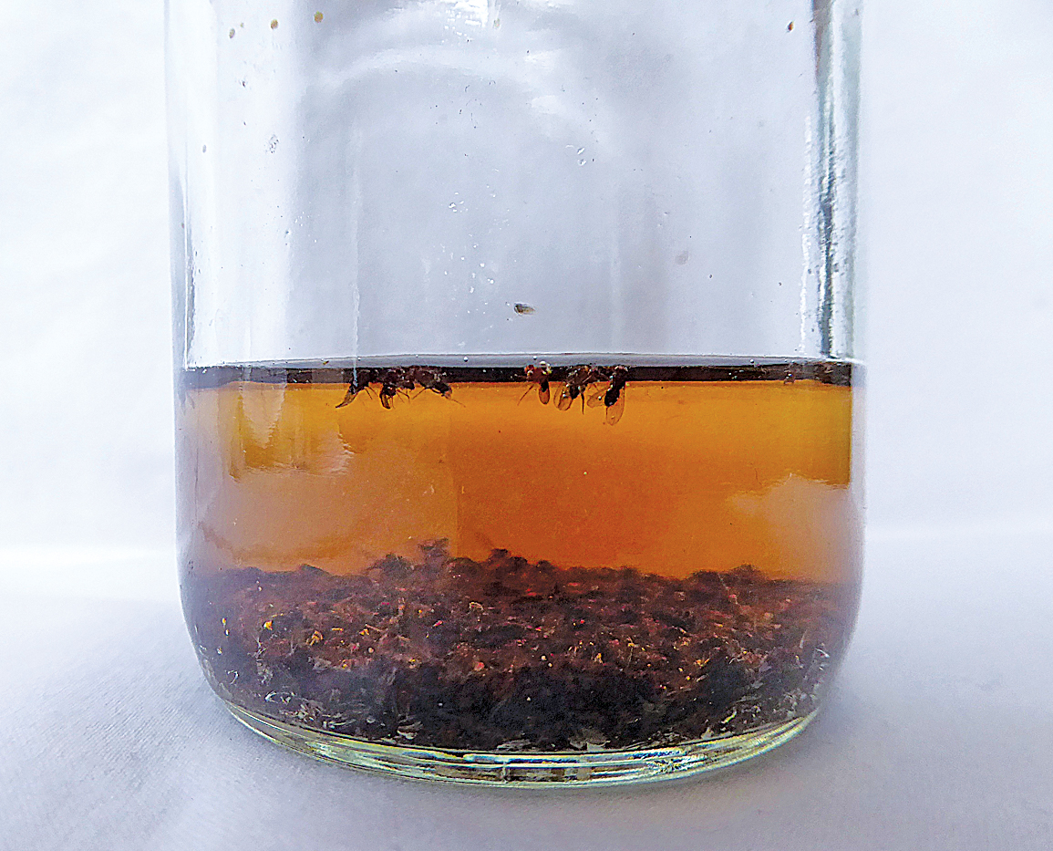 Cellar Spider Control: Effective Techniques for Removal