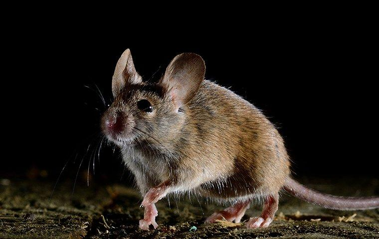 Deadly Diseases Carried by Mice: Beware of Unwanted Roommates
