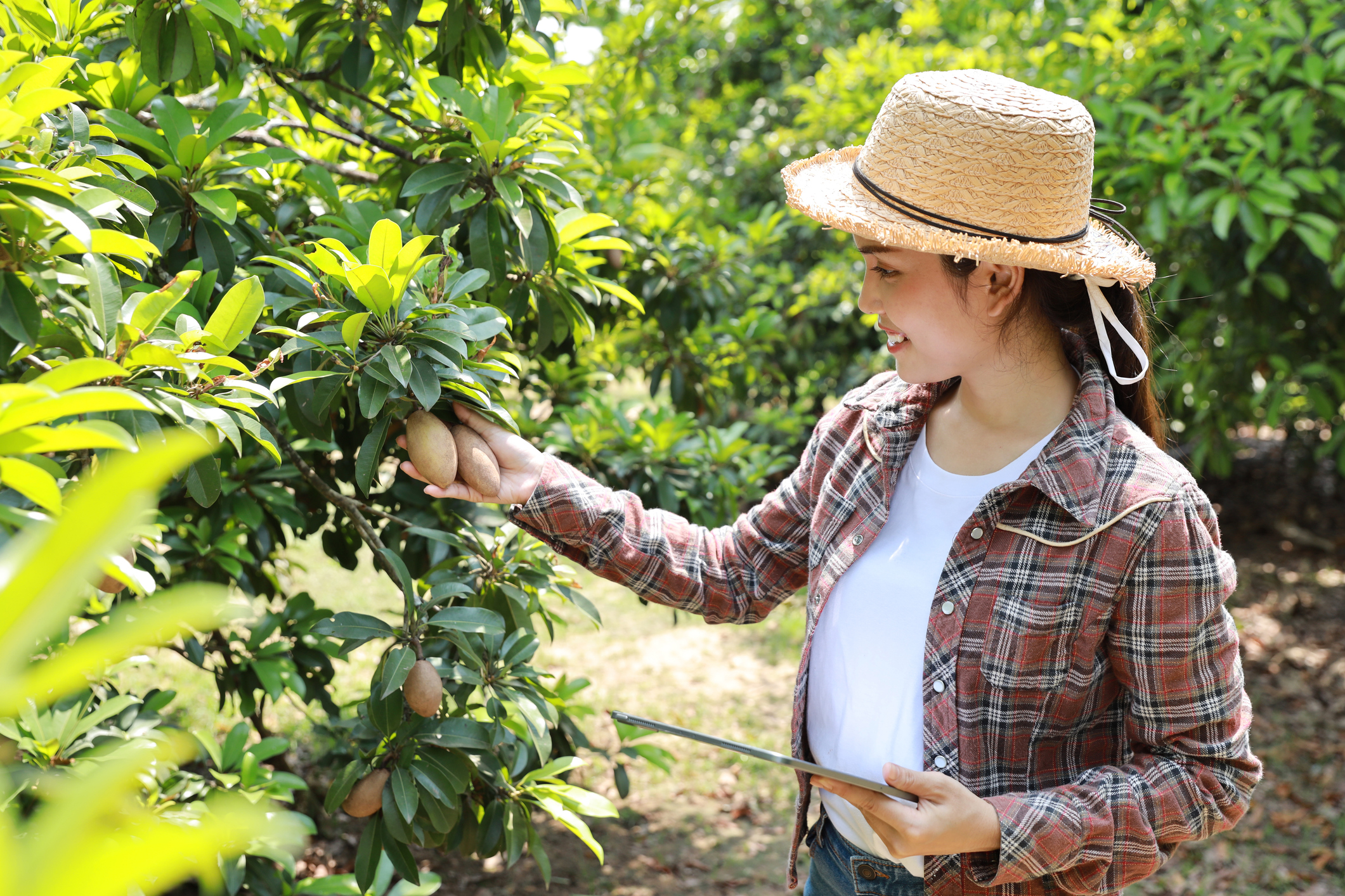 Mango Allergy Understanding Symptoms And Management - Intolerance Lab