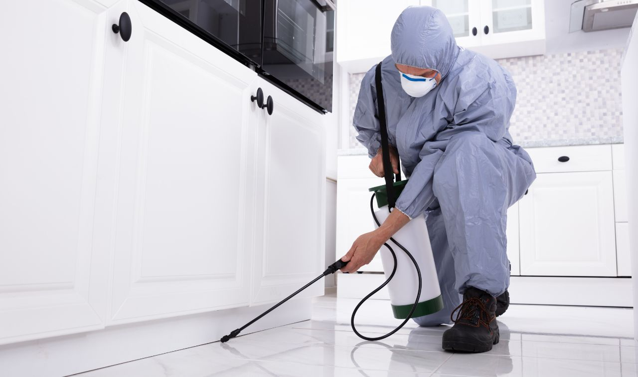 Bat Bugs vs Bed Bugs: Telling Apart Similar Looking Pests