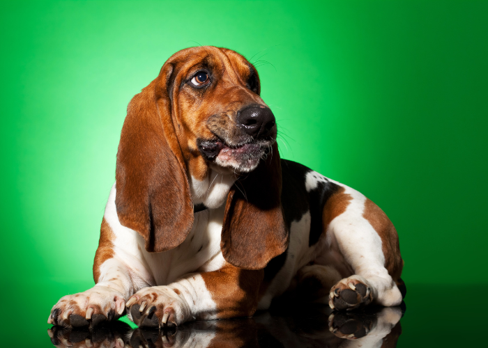 12 Best Medium Sized Dog Breeds For Apartment Living (2025)