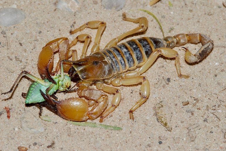 Decoding Scorpions: Unveiling Behavior & Exquisite Characteristics