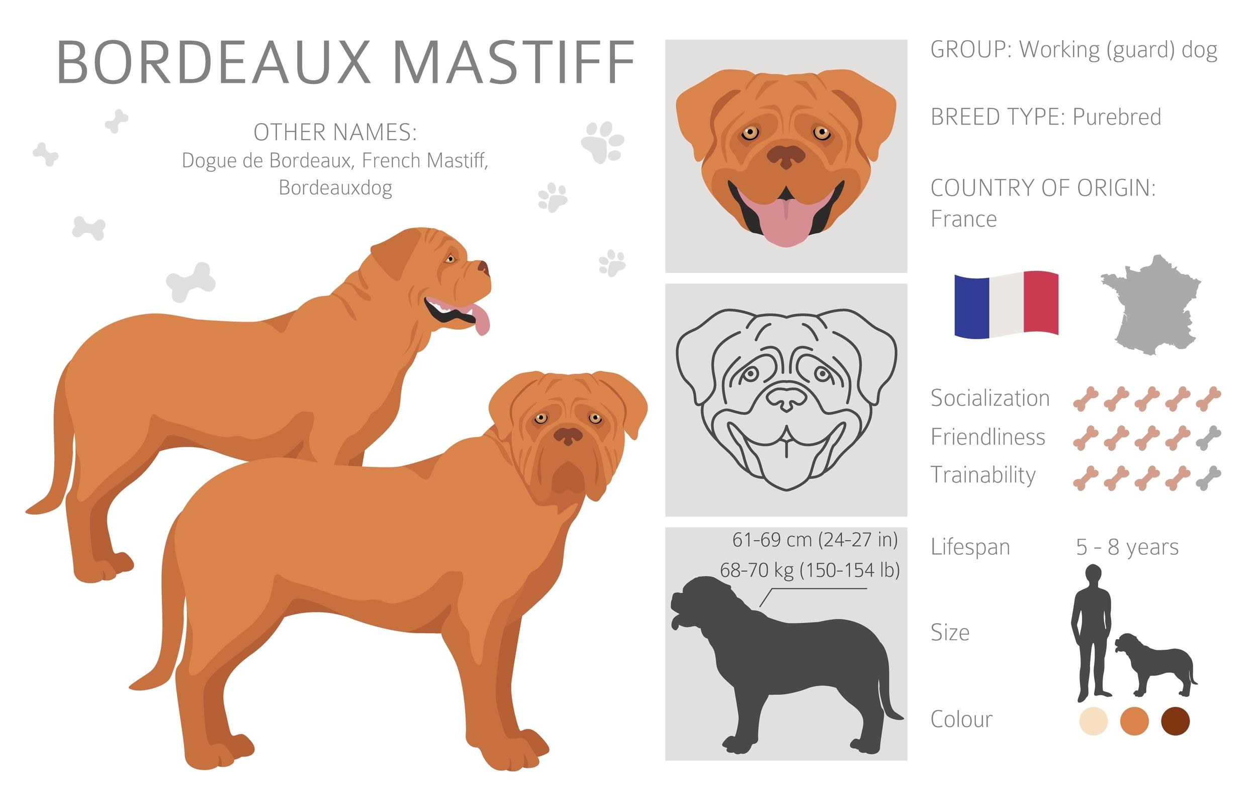 Dogue de Bordeaux (French Mastiff) - FurLyfe!