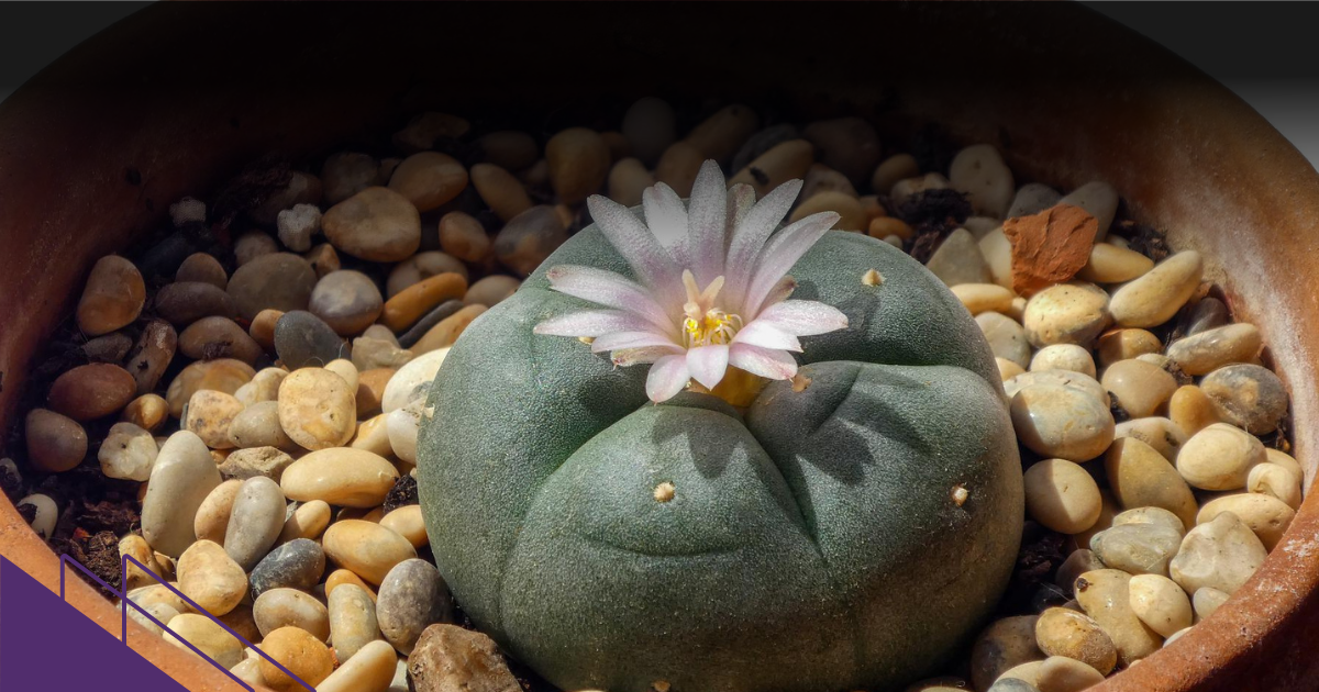 Medical Use Of Psychedelic Cacti: Mescal Cactus - 1UpMaps Psychedelics