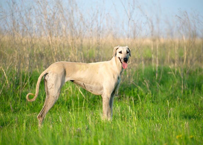 13 Most Popular Tall Skinny Dog Breeds (With Pictures!)