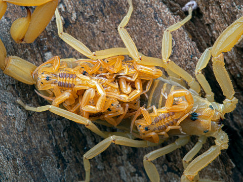 Decoding Scorpions: Unveiling Behavior & Exquisite Characteristics