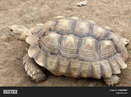 Can a Turtle Survive Without Its Shell? - ReptileStartUp.com