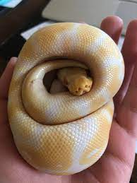 Albino Ball Python Morph Guide And Care Sheet - ReptileStartUp.com