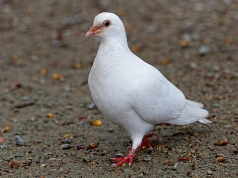 The Symbolism of White Pigeons: Meaning and Significance