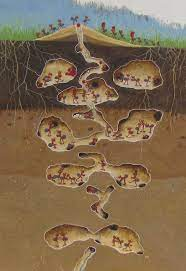 Unveiling the Intricacies: Ants & Their Nests Exposed