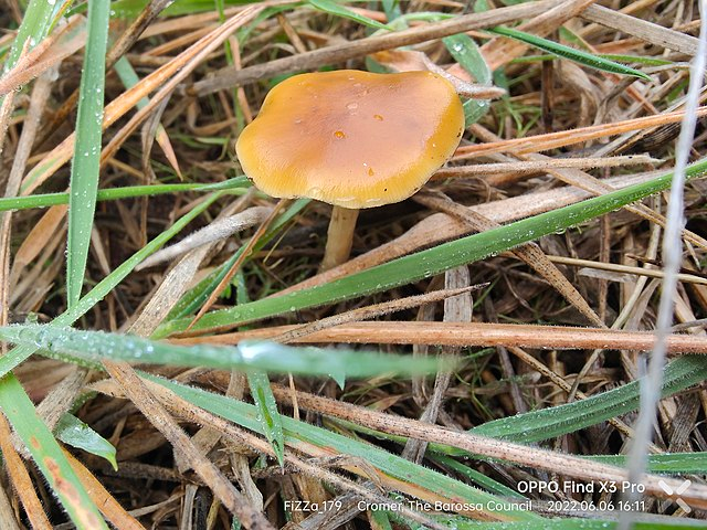 An Introductory Guide to Psilocybe Cubensis - 1UpMaps Psychedelics