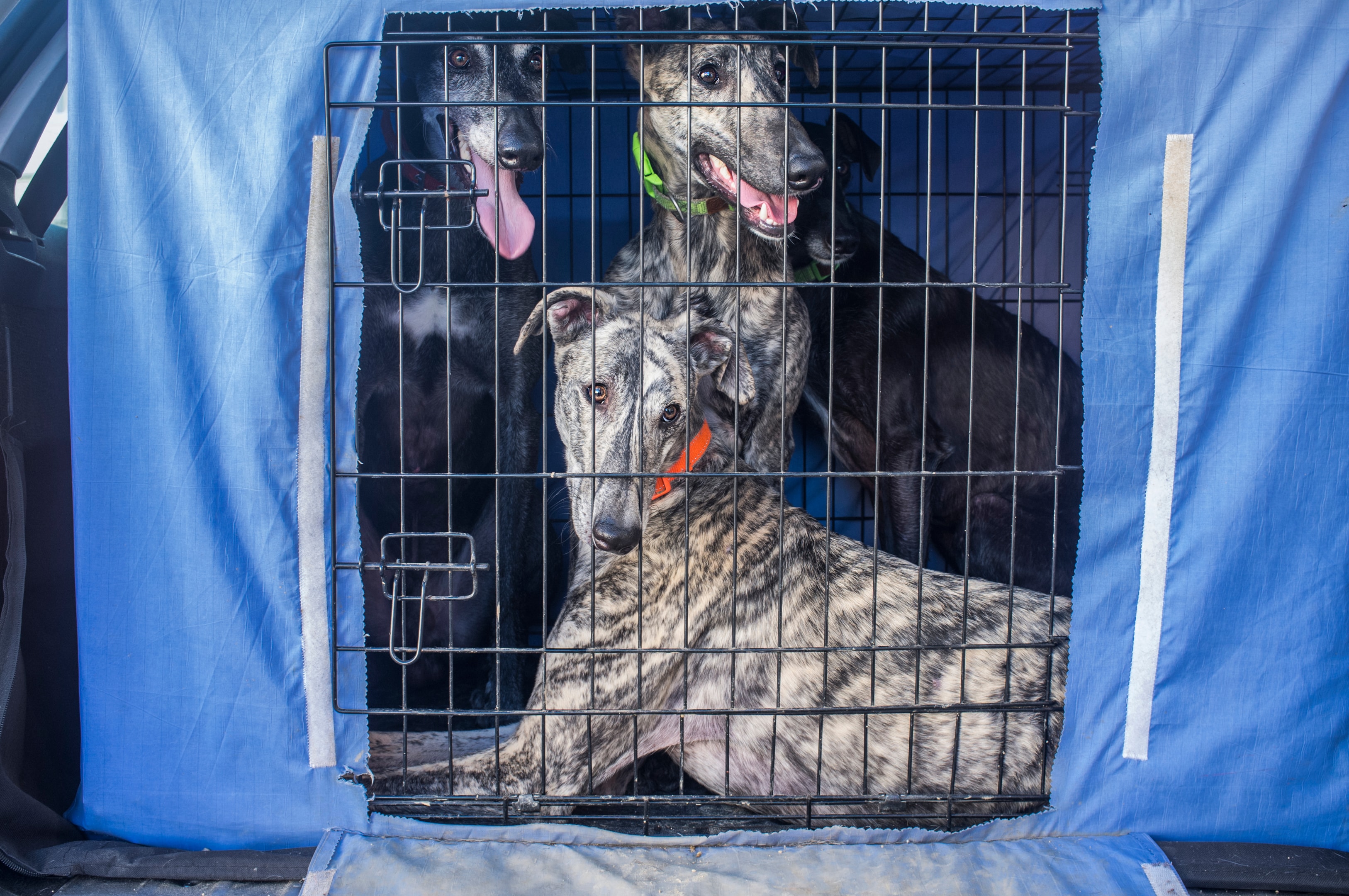 Spanish Greyhound - Dog Breed Information & Characteristics - FurLyfe!