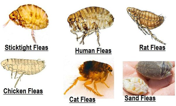 Flea Behavior & Feeding: A Fascinating Insight
