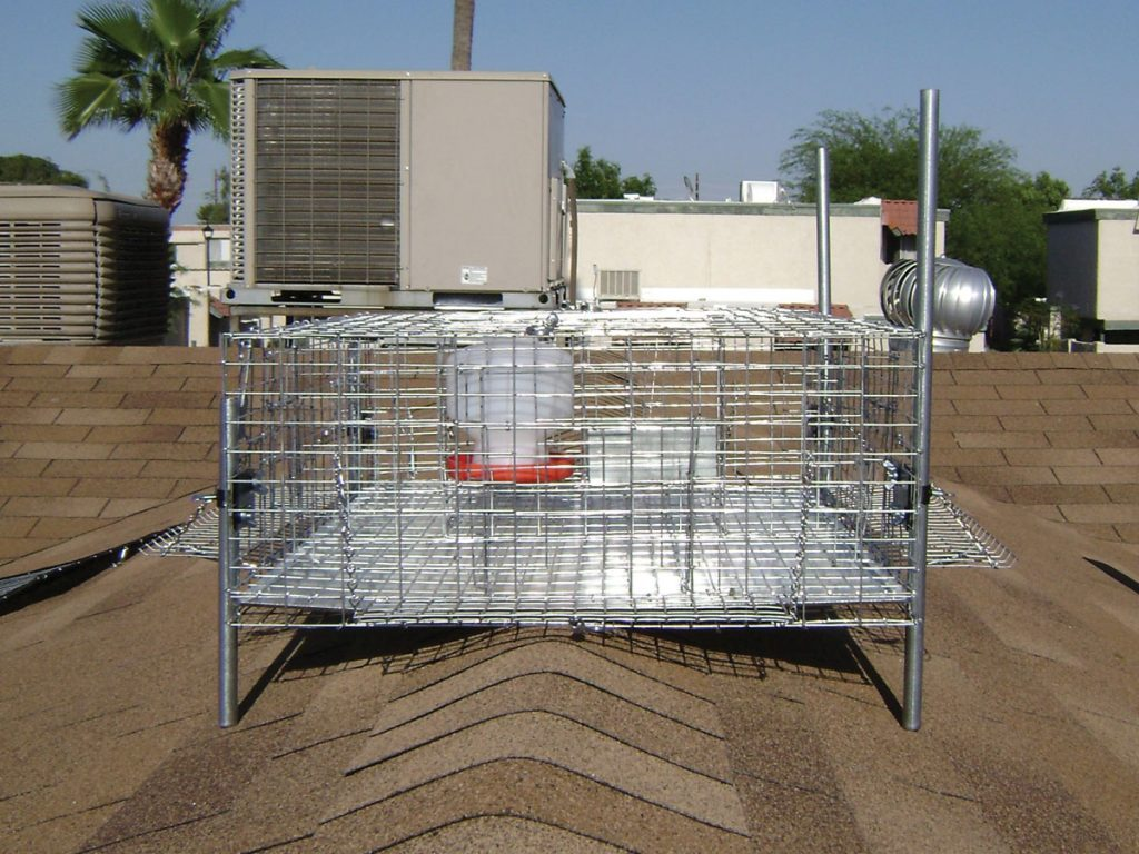 Mastery of Pigeon Trapping: Expert Techniques & Tips