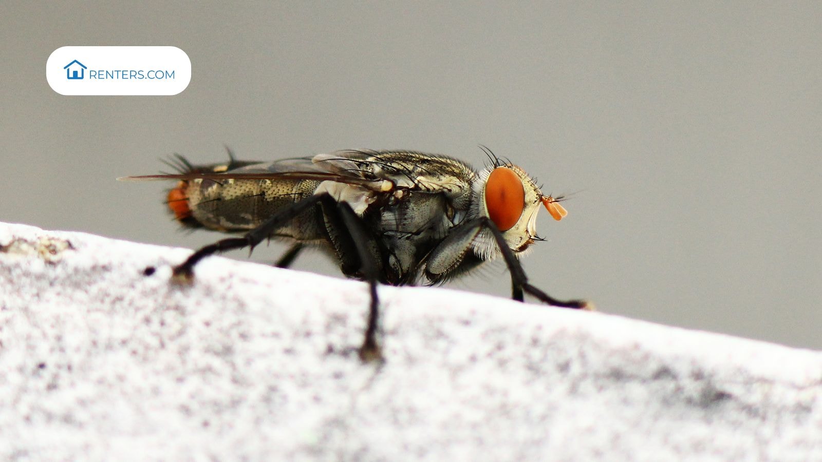 Do House Flies Bite? Learn the Truth Behind Their Behavior