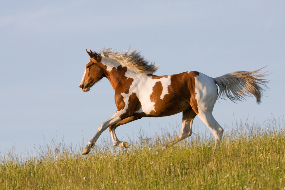 Best Horse Breeds for Trail Riding - Everday Equine