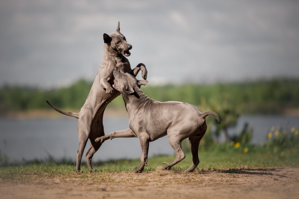 Thai Ridgeback - Dog Breed Information & Characteristics - FurLyfe!