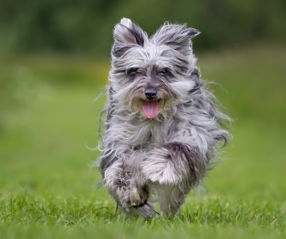 Pyrenean Shepherd - FurLyfe!