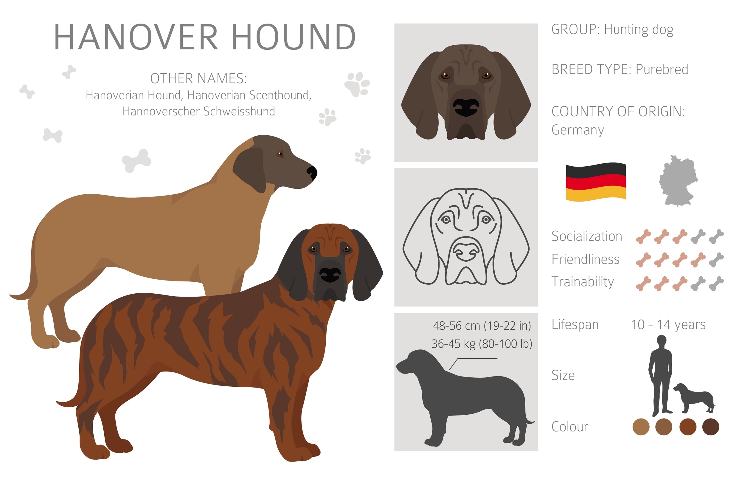 Hanoverian Scenthound - FurLyfe!