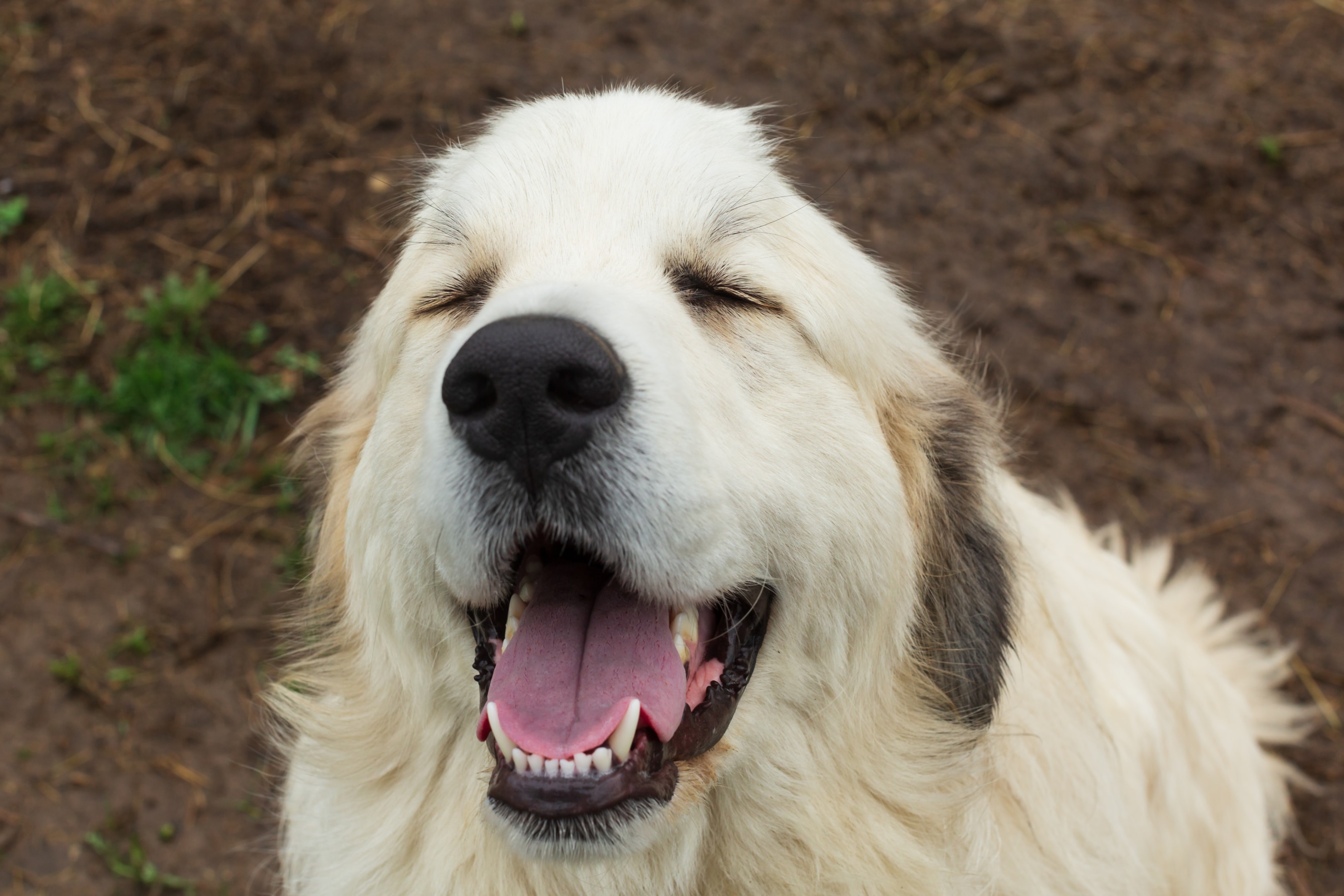 Great Pyrenees - FurLyfe!