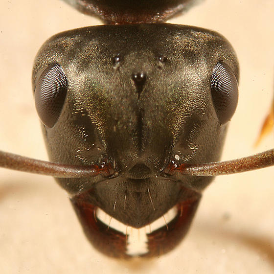 Unveiling the Splendor: Exploring the Awe-Inspiring Appearance of a ...