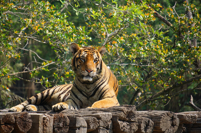 Exploring the Wildlife Diversity at Assam State Zoo | Discover Nature