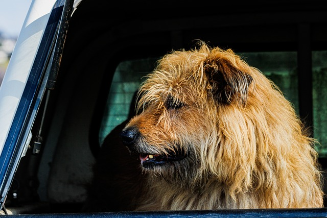 Pyrenean Shepherd - FurLyfe!