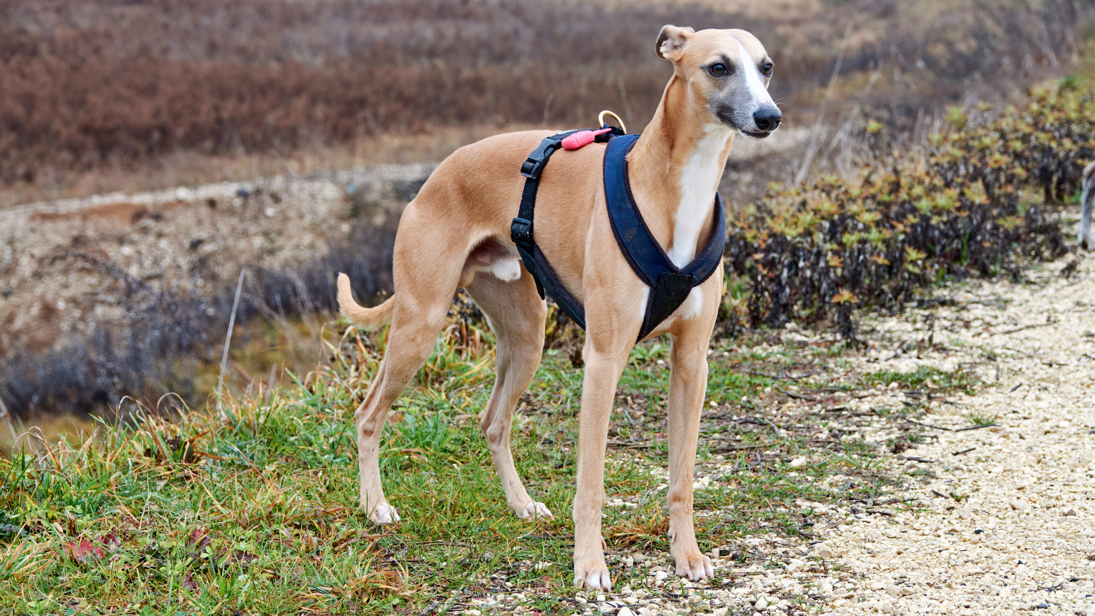 Spanish Greyhound - FurLyfe!