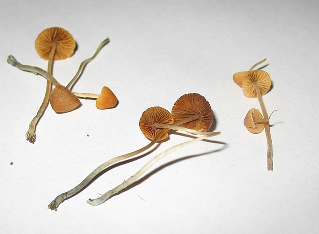 An Introductory Guide to Psilocybe Cubensis - 1UpMaps Psychedelics