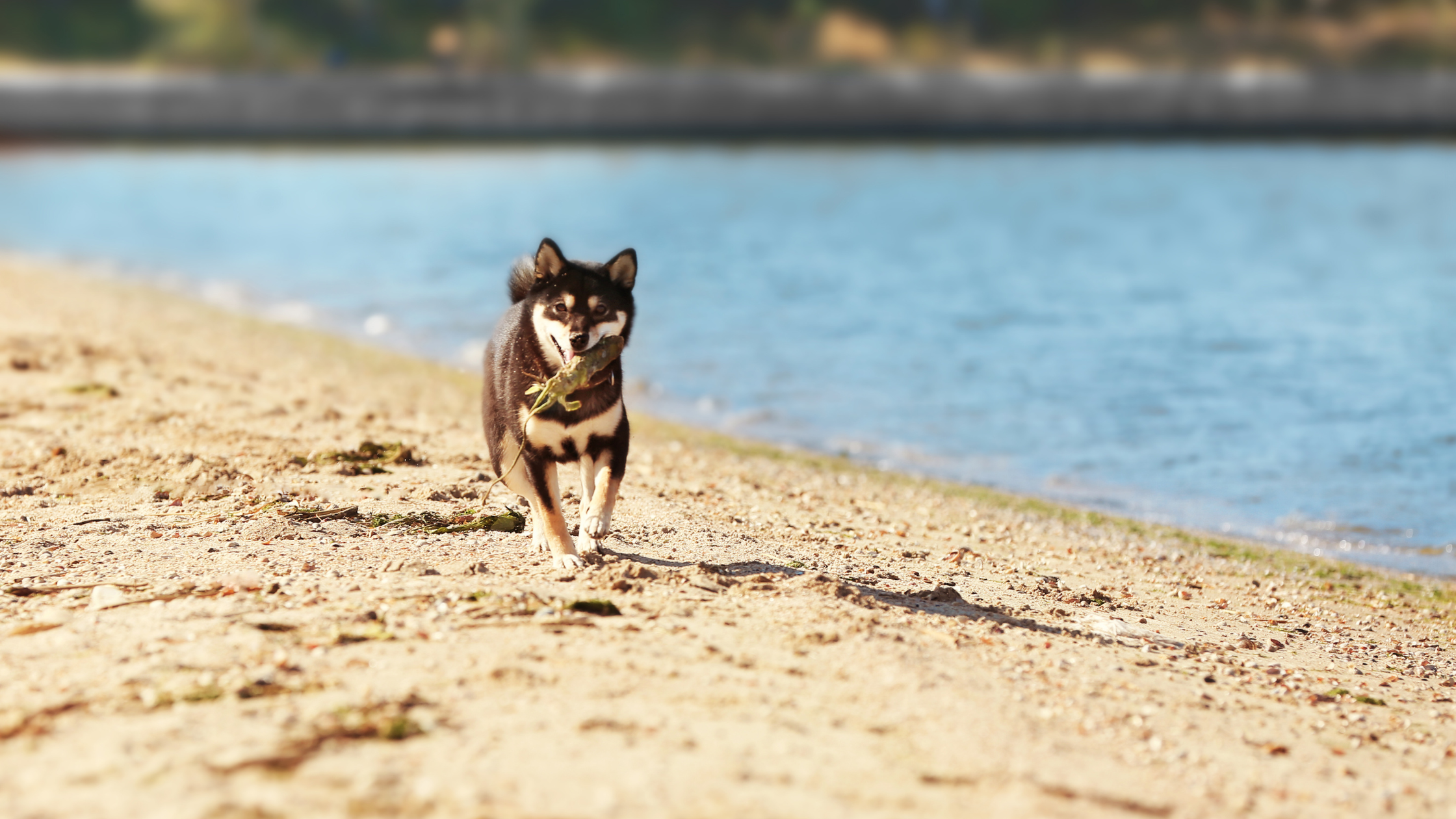 Shiba Inu - Dog Breed Information & Characteristics - FurLyfe!