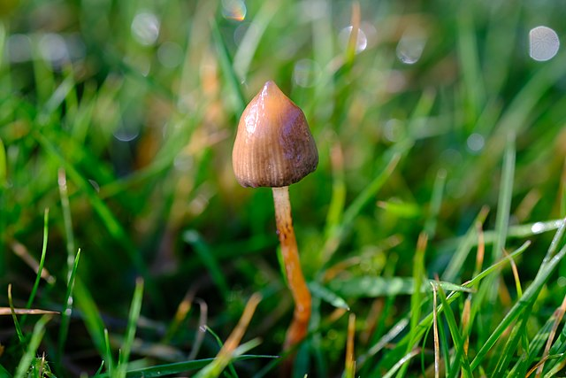 An Introductory Guide to Psilocybe Cubensis - 1UpMaps Psychedelics