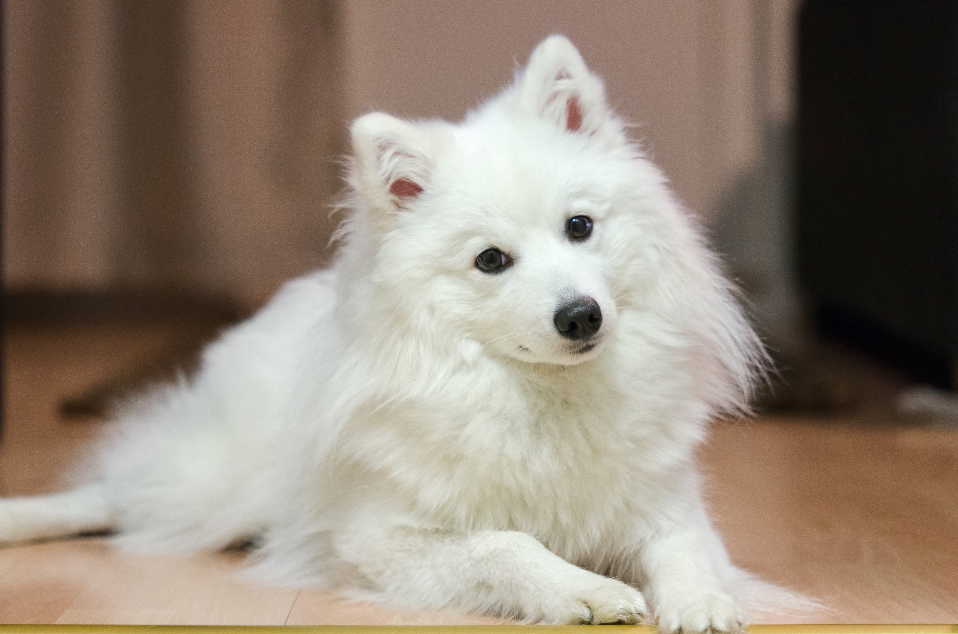 Japanese Spitz - FurLyfe!