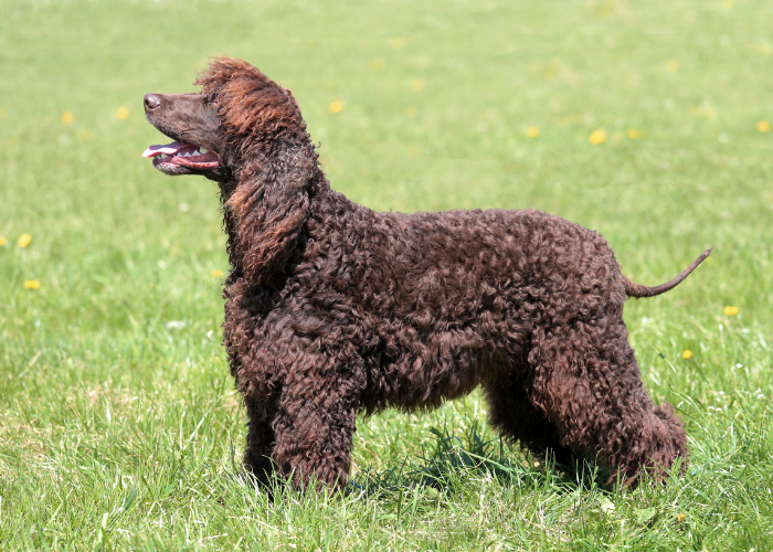 33 Big Dog Breeds That Don't Shed (Great for Allergies)