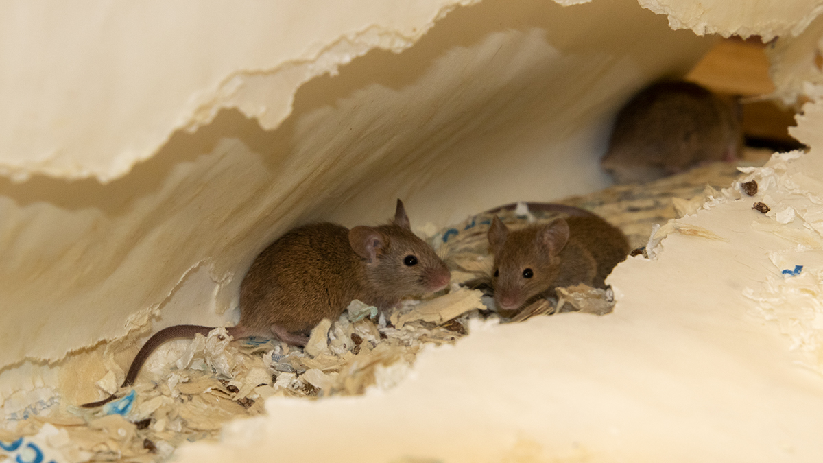 Urban Mice: Behavior and Adaptations
