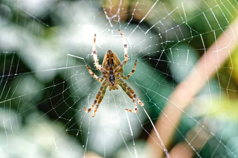 Spider Luck: Unraveling the Myth of Spiders as Good Omens