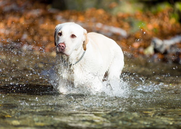 23 Cold Weather Dog Breeds (That Love Snow and Winter!)