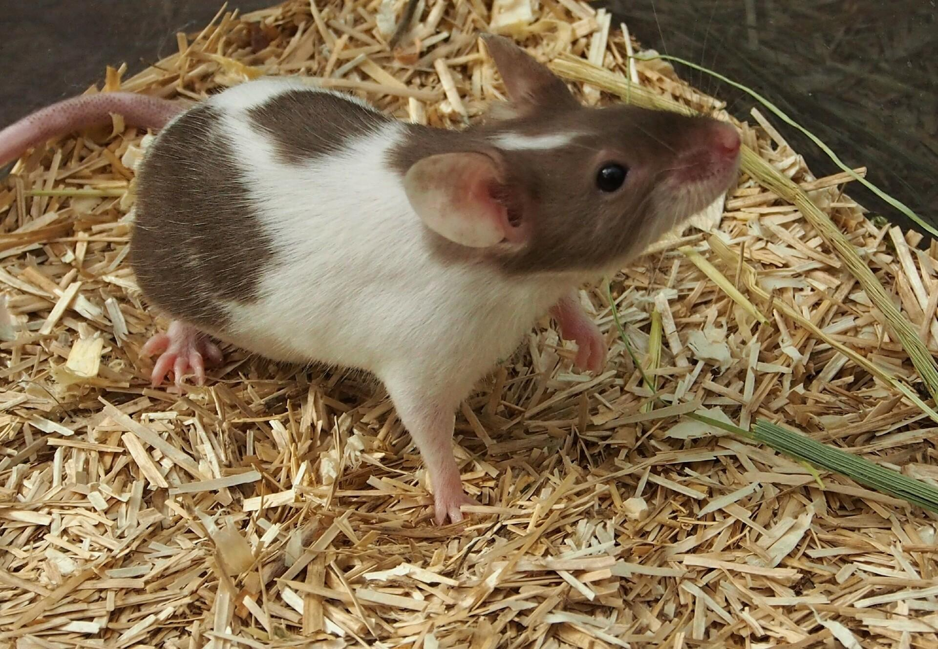 Mouse Adaptability: Surprising Tales of Mice in Varied Environments