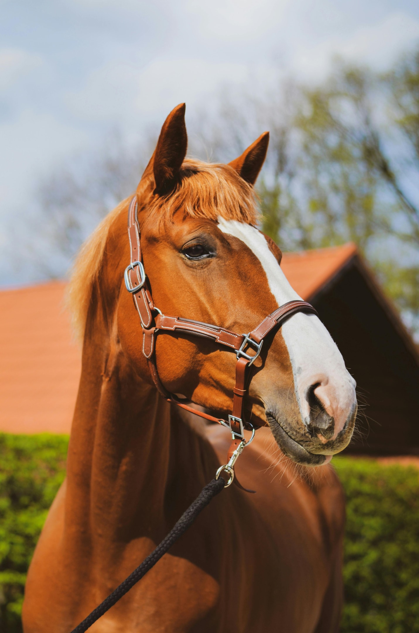 Chestnut Horse Vs Sorrel: What's The Difference? - Strathorn Farm Stables