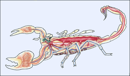 Guide to What Scorpions Eat: Unveiling Their Predatory Palate