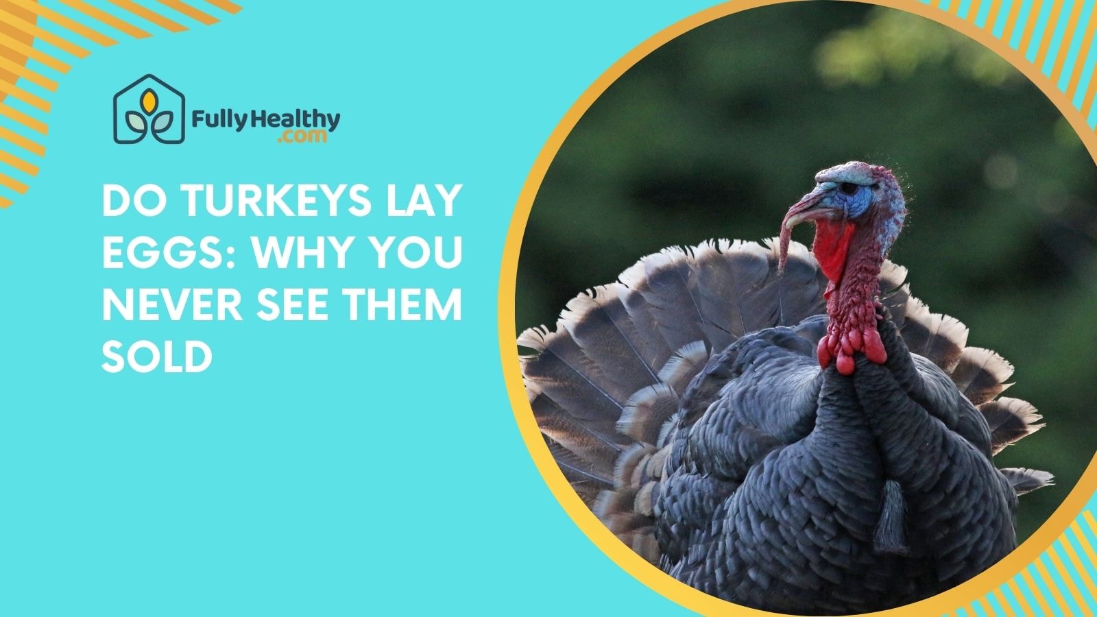 Do Turkeys Lay Eggs: Why You Never See Them Sold