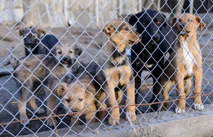 18 Creative Fundraising Ideas for Animal Shelters