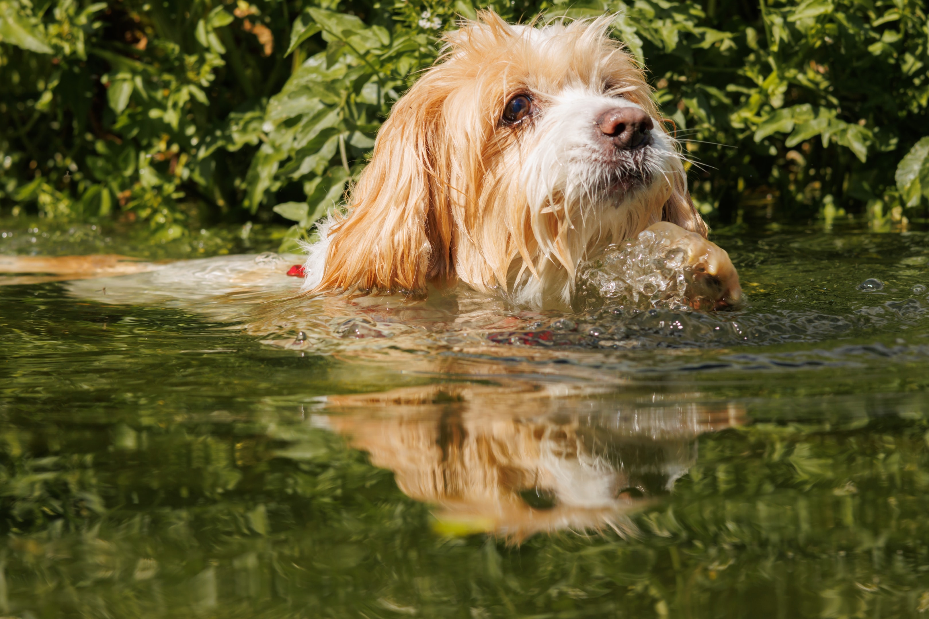 Cavachon: The Cavalier King Charles Spaniel and Bichon Frise Mixed ...