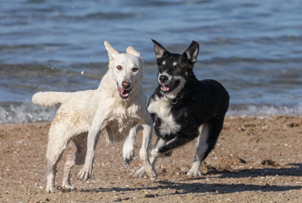 Border Collie Lab Mix Breed Profile & complete Guide