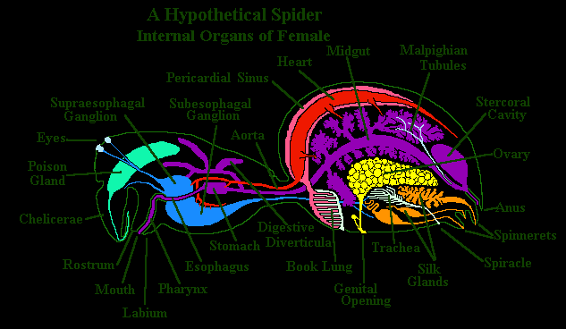 Unlocking Spider Behavior: Fascinating Insights & Traits Explained
