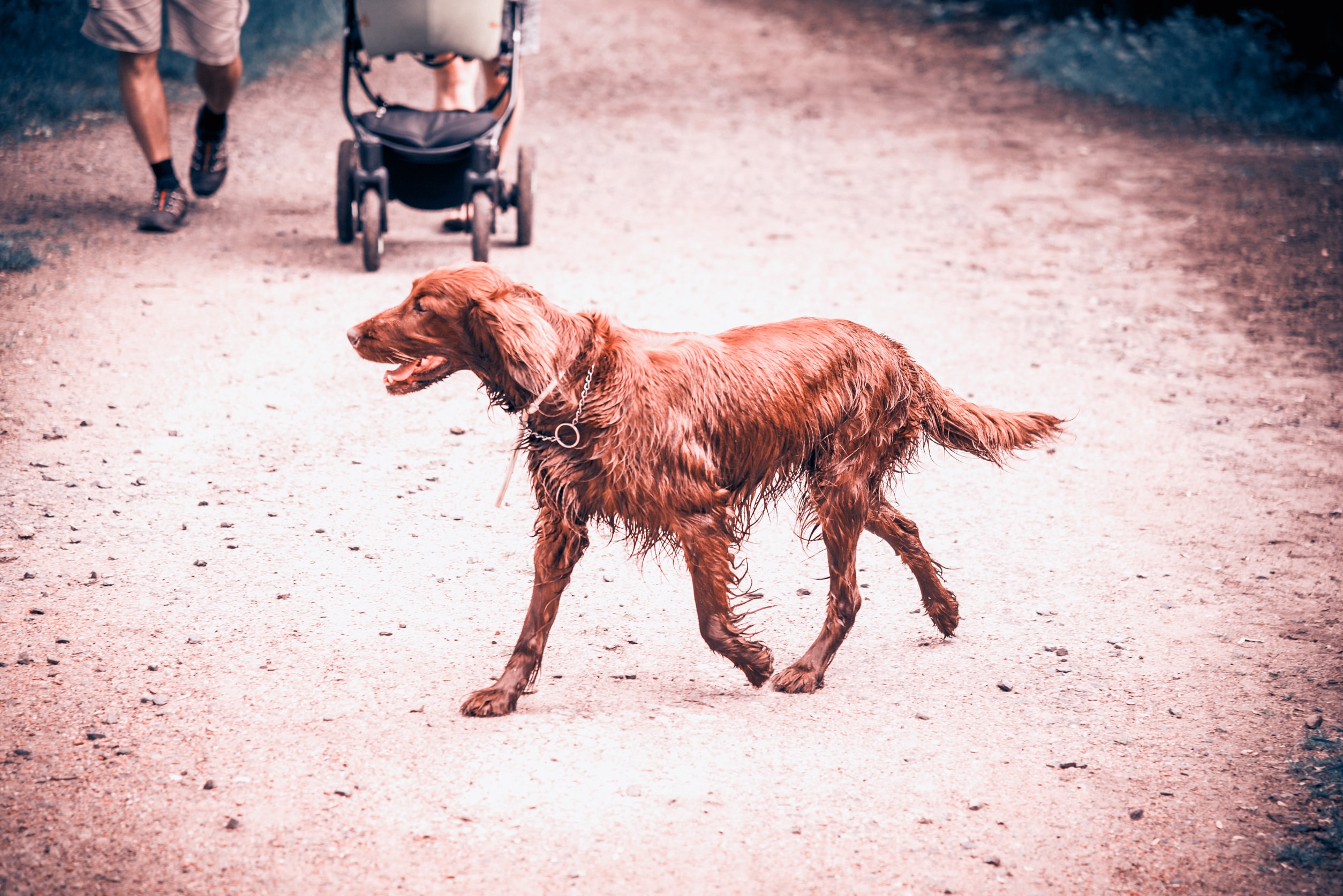 German Longhaired Pointer - FurLyfe!
