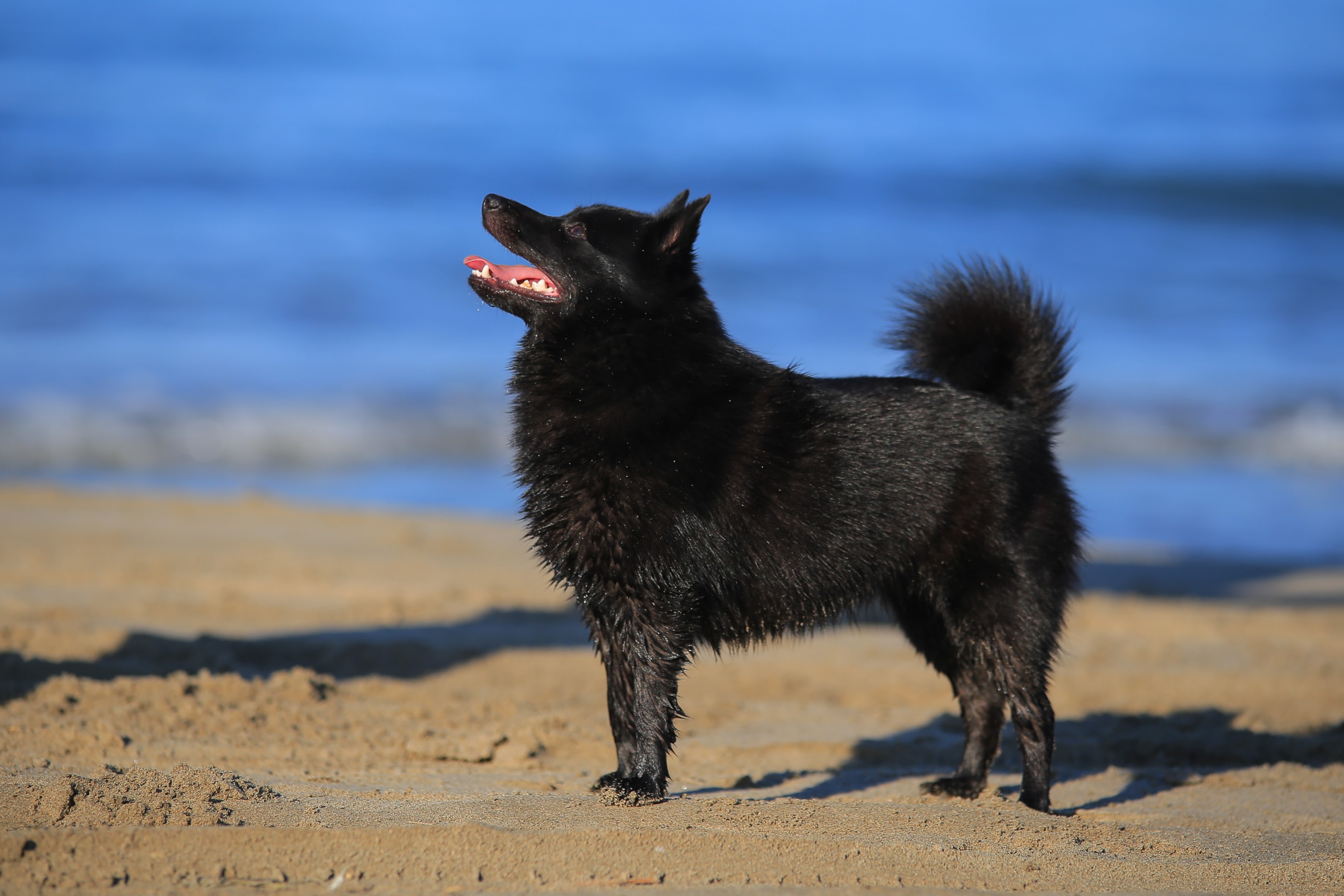 Schipperke - FurLyfe!