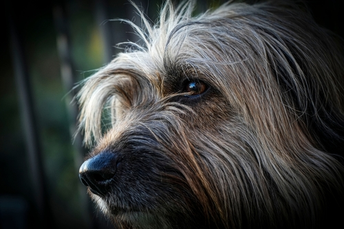 Pyrenean Shepherd - FurLyfe!