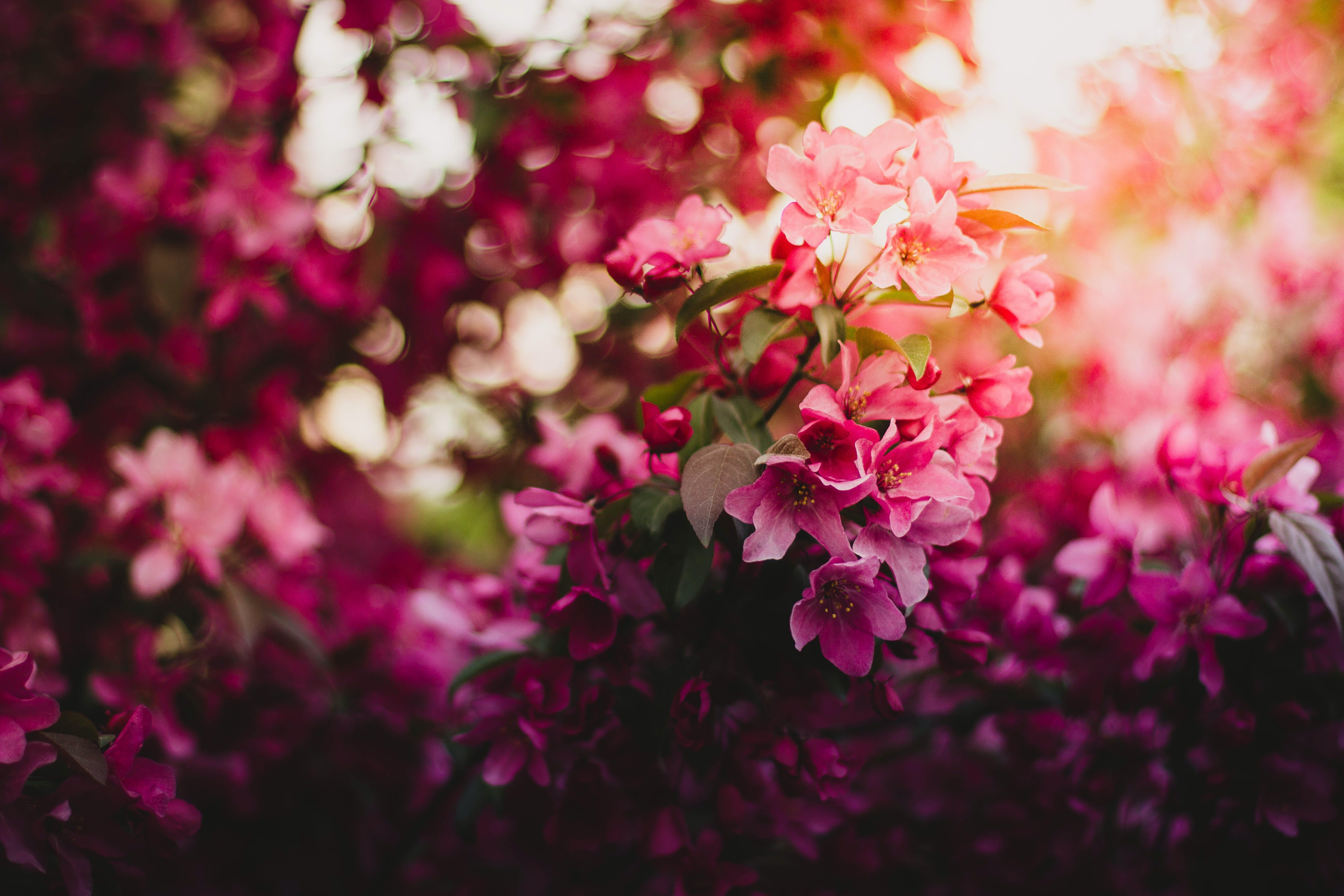 Spanish Flower Names: A Guide to Spanish Blossoms.