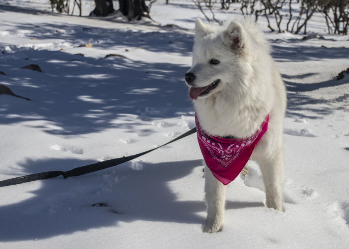 16 Small Dog Breeds With Long Legs (Must-See Pictures!)